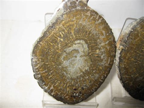 Utah Girvanella Stromatolite 14 Fossils For Sale