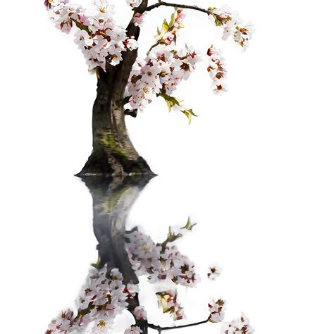 Download Cherry Tree Reflection Png 16 Wallpapers Com