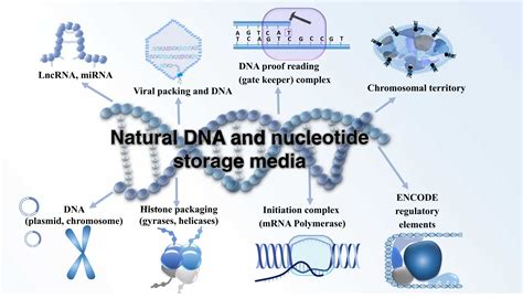 Dna Storage—from Natural Biology To Synthetic Biology Computational And Structural