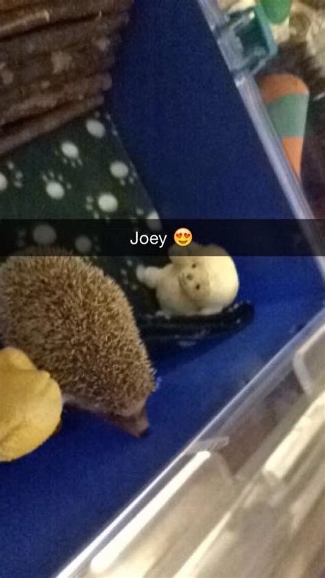 Joey The Hedgehog