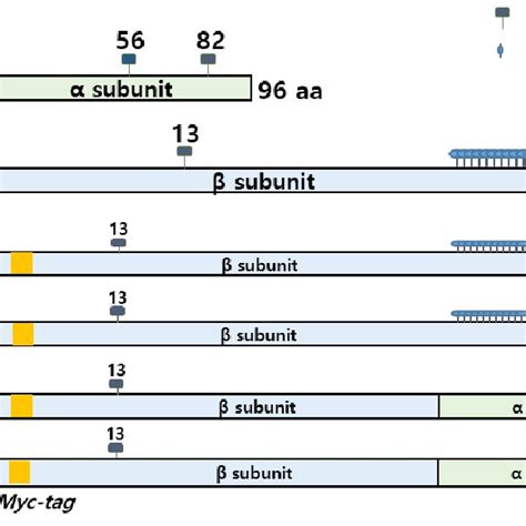 Schematic Diagram Of Ecg α Subunit β Subunit And Ecgβα Mutants The Download Scientific