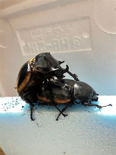 未使用ハードウィッケイゴホンヅノカブト ヒメゴホンヅノカブト 初齢幼虫 4頭セットの落札情報詳細 ヤフオク落札価格検索 オークフリー