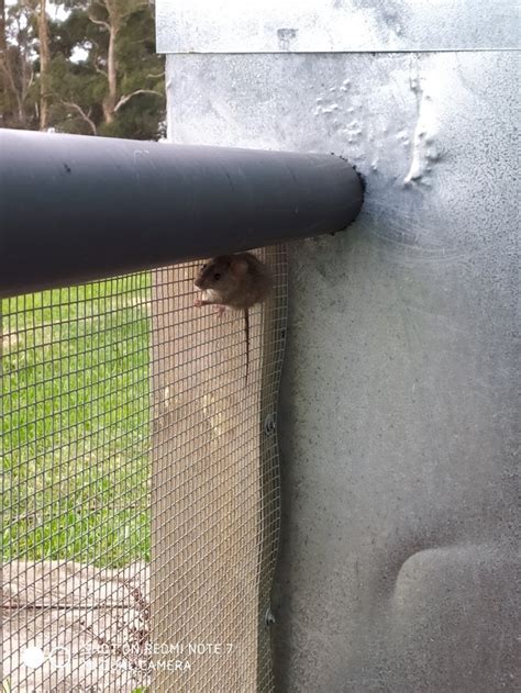 Do Rats Climb Fences At Catherine Fletcher Blog
