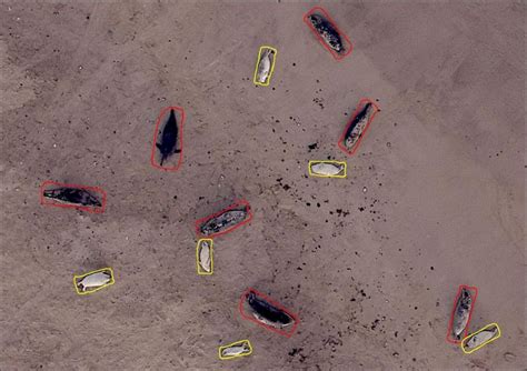 Our Project To Monitor Seals Using Drones And Ai Has Won An Award The