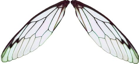 Wings Insect Wings Wings Drawing Wings Tattoo