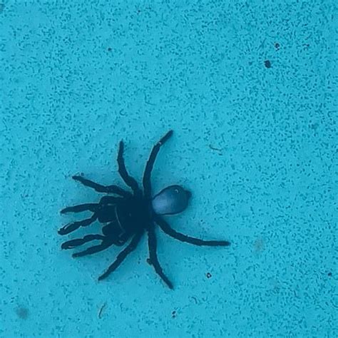 Spider Pool