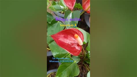 Anthuriyam Ledijen ලේඩිජෙන් ඇන්තුරියම් 😍🤗 Srilanka Plants Garden Viralshort Youtube