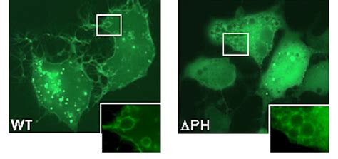 Osmotic Cell Swelling Triggers Cerk Trafficking And Translocation