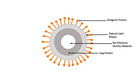 What Are Virus Like Particles And Why Are They Important Pollock Research Lab
