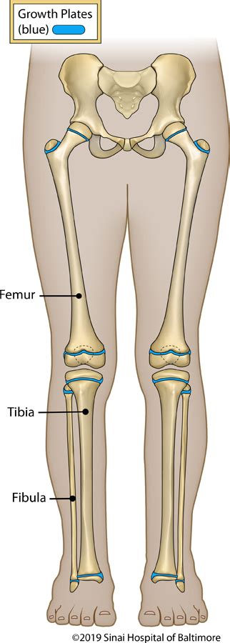 Tibia Growth Plate