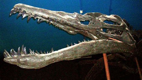 Liopleurodon Skeleton