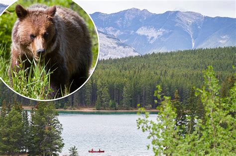 Grizzly Bear Attacks Kills Couple And Their Dog At Canadas Banff
