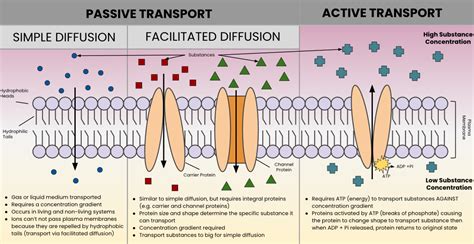 Diffusion Cell Membrane