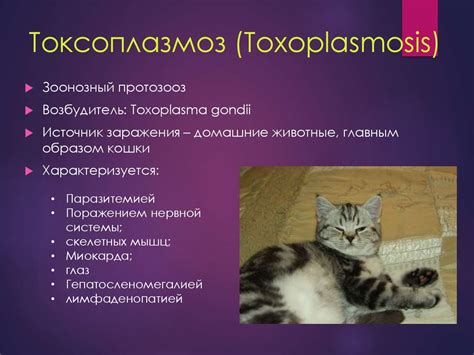 Токсоплазмоз и беременность презентация онлайн