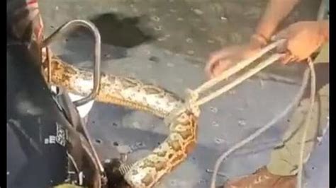 Greater Noida Cop Rescues 8 Foot Long Python From Pari Chowk