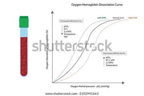 Oxygenhemoglobin Dissociative Curve Oxygen Dissociation Curve Stock Illustration 2102941663