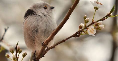12 Things To Consider Before Installing A Bird Feeder