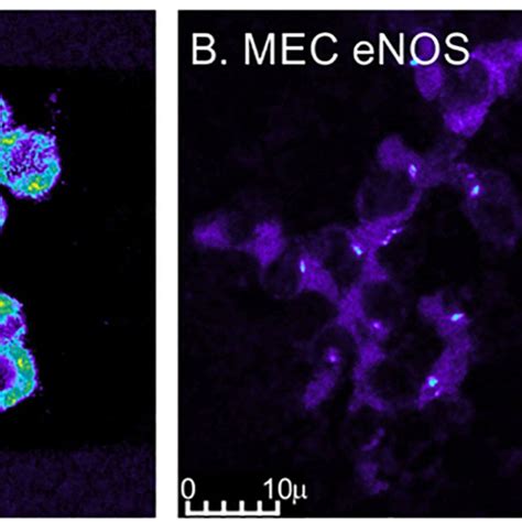Comparison Of Fluorescence Intensity Of Labeled Enos In Endothelial
