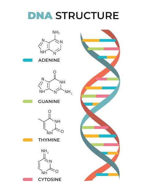 Premium Vector Dna Structure Diagram