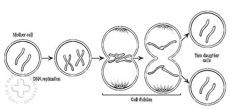 How Do Cells Divide By Undatus And Team Undatus