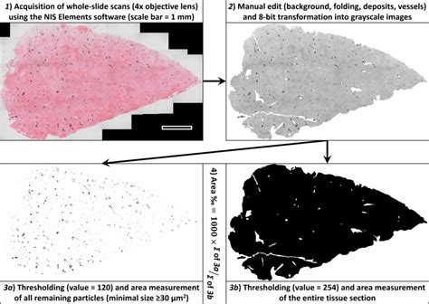 Schematic Depiction Of Digital Processing Steps Applied To Histological