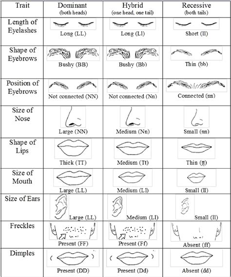Unit 8 Genetics 3 Dominant And Recessive Alleles