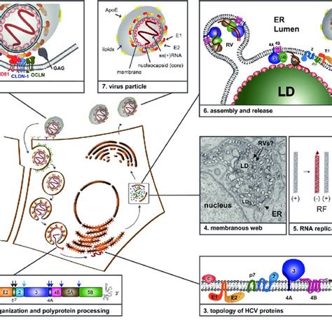 Pdf Mathematical Modeling Of Hepatitis C Virus Replication