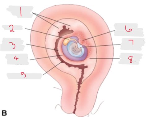 Spring Obgyn Exam 2 Flashcards Quizlet