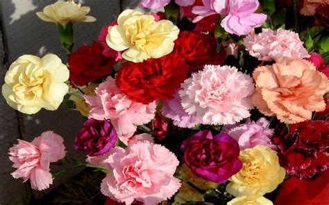Carnation Flower Wallpapers 4k Hd Backgrounds On Wallpaperbat