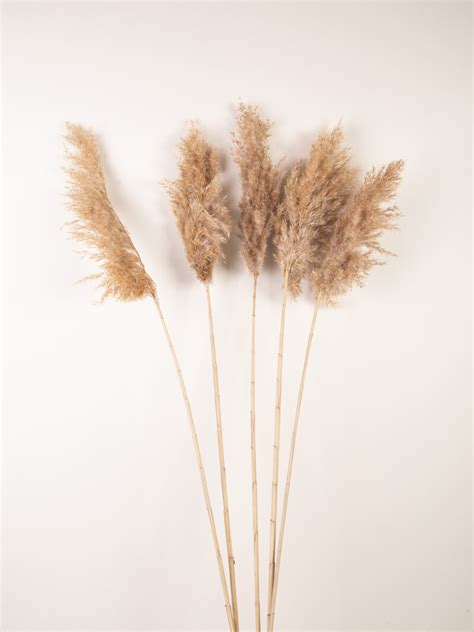 Краспедія жовта • Dfb Elements