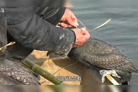 河南南阳最后的鱼鹰捕鱼人，每天捕鱼几百斤，赚钱全靠几只水鸟全靠鱼鹰南阳