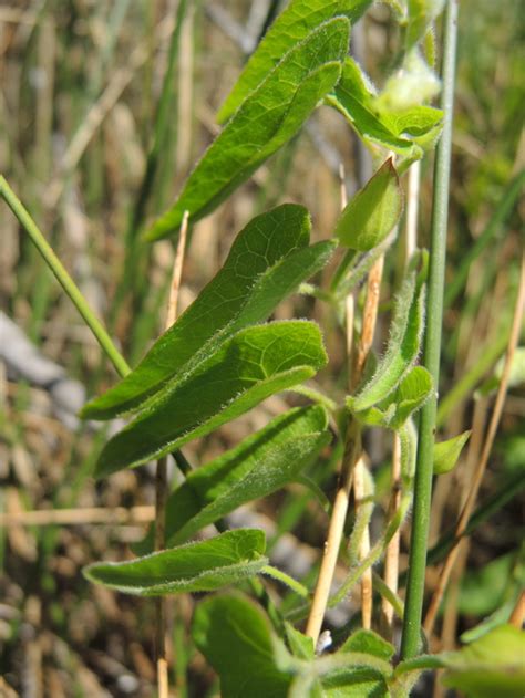 Larger Bindweed Photos Page 1