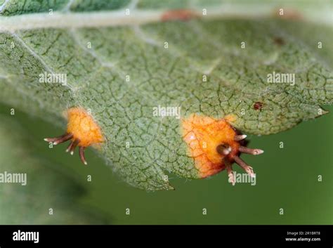 Rust Fungus Gymnosporangium Cornutum On The Underside Of A Leaf Of Its Host Plant The Common