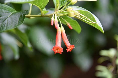Iochroma Fuchsioides Red Iochroma Garden Ornamental Shrub Stock Image Image Of Ornamental
