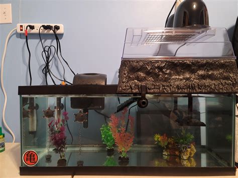 Turtle Setup R Turtle