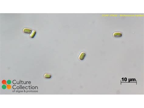 Stichococcus Bacillaris