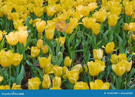 Beautiful Yellow Tulips In A Floral Garden Stock Image Image Of