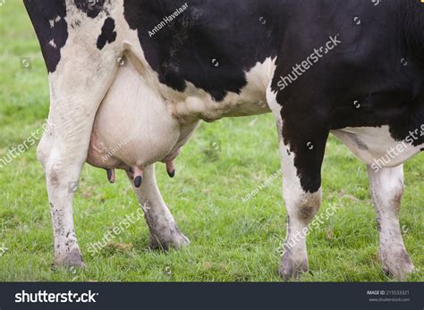 Big Cow Udders