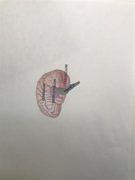 Solved Brain Concept Map Create Your Own Concept Map Using Chegg Com