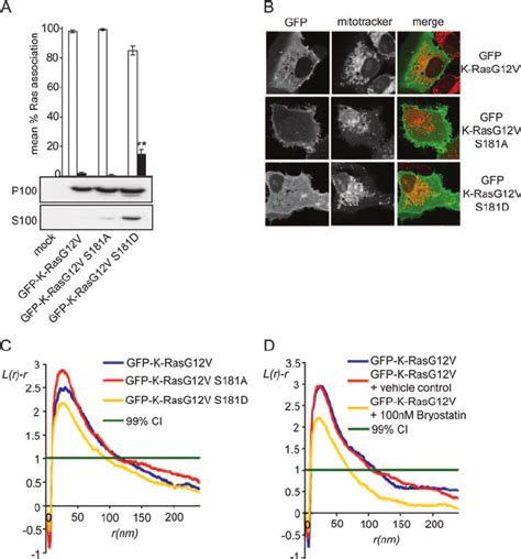 K Ras Gtp Membrane Affinity And Nanocluster Formation Are Directly Download Scientific Diagram