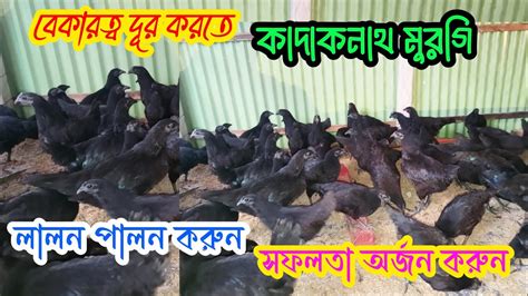 কাদাকনাথ মুরগি লালন পালন করুন। বেকারত্ব দূর করুন সফলতা অর্জন করুন। Kadaknath Murgi Youtube
