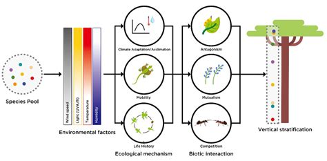 Ecological Patterns And Processes In The Vertical Dimension Of