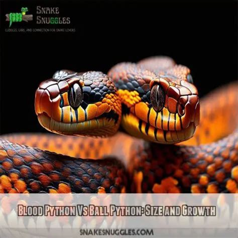 Blood Python Vs Ball Python Which Slithery Serpent Suits You Best
