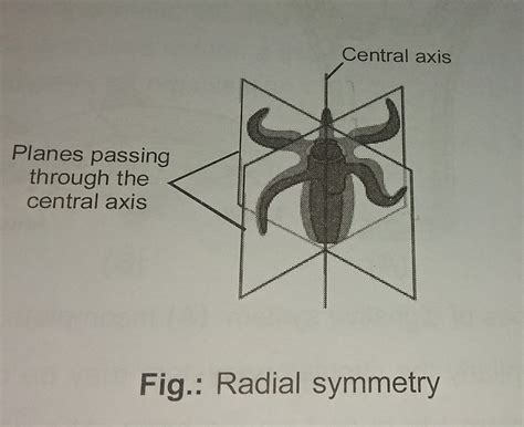 What Do You Mean By Radially Symmetercal Body Find 12 Answers And Solutions Learnpick Resources
