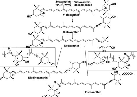 Hypotetical Scheme Of Biosynthesis Of Fucoxanthin In P Tricornutum [108] Download Scientific