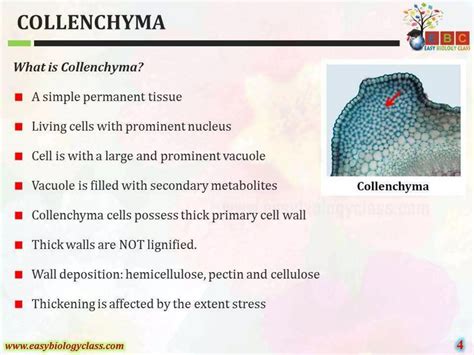 Collenchyma Structure And Classification Pptx