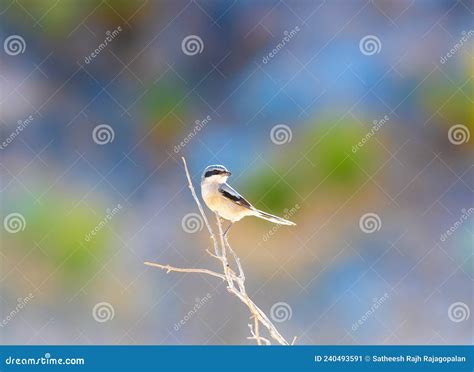 Loggerhead Shrike Stock Image Image Of Flying Birder 240493591