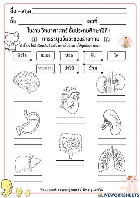 อวัยวะภายในร่างกายมนุษย์ Online Exercise For ป 1 You Can Do The Exercises Online Or Download