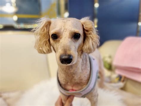 푸들 쵸쵸 포미분양 포매라니안분양 포메리안분양 치아와분양 말티스분양 푸말티분양 러시아블루분양 포미분가격 포매라니안분양가격 포메리안분양가격 치아와분양가격 말티스분양가격 푸말티