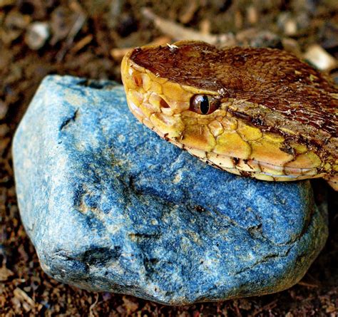 Bothrops Asper Learn About Nature